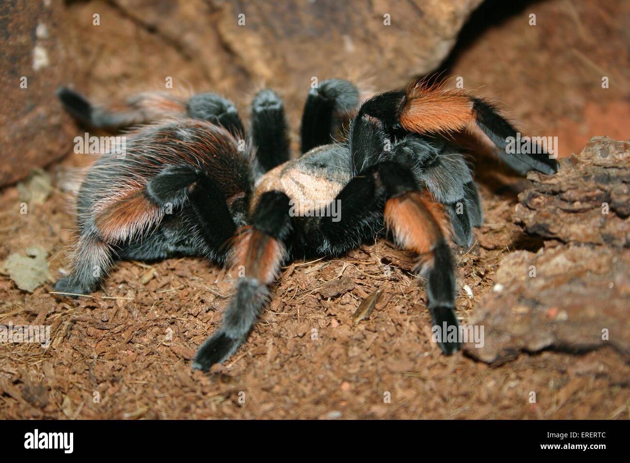Tarantulas and bird spiders hi-res stock photography and images - Alamy