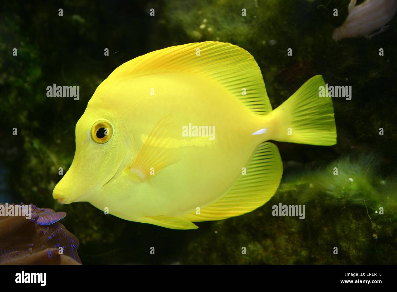 Horizontal fish fishes hi-res stock photography and images - Alamy