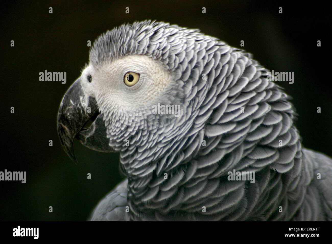 Parrot heads hi-res stock photography and images - Alamy