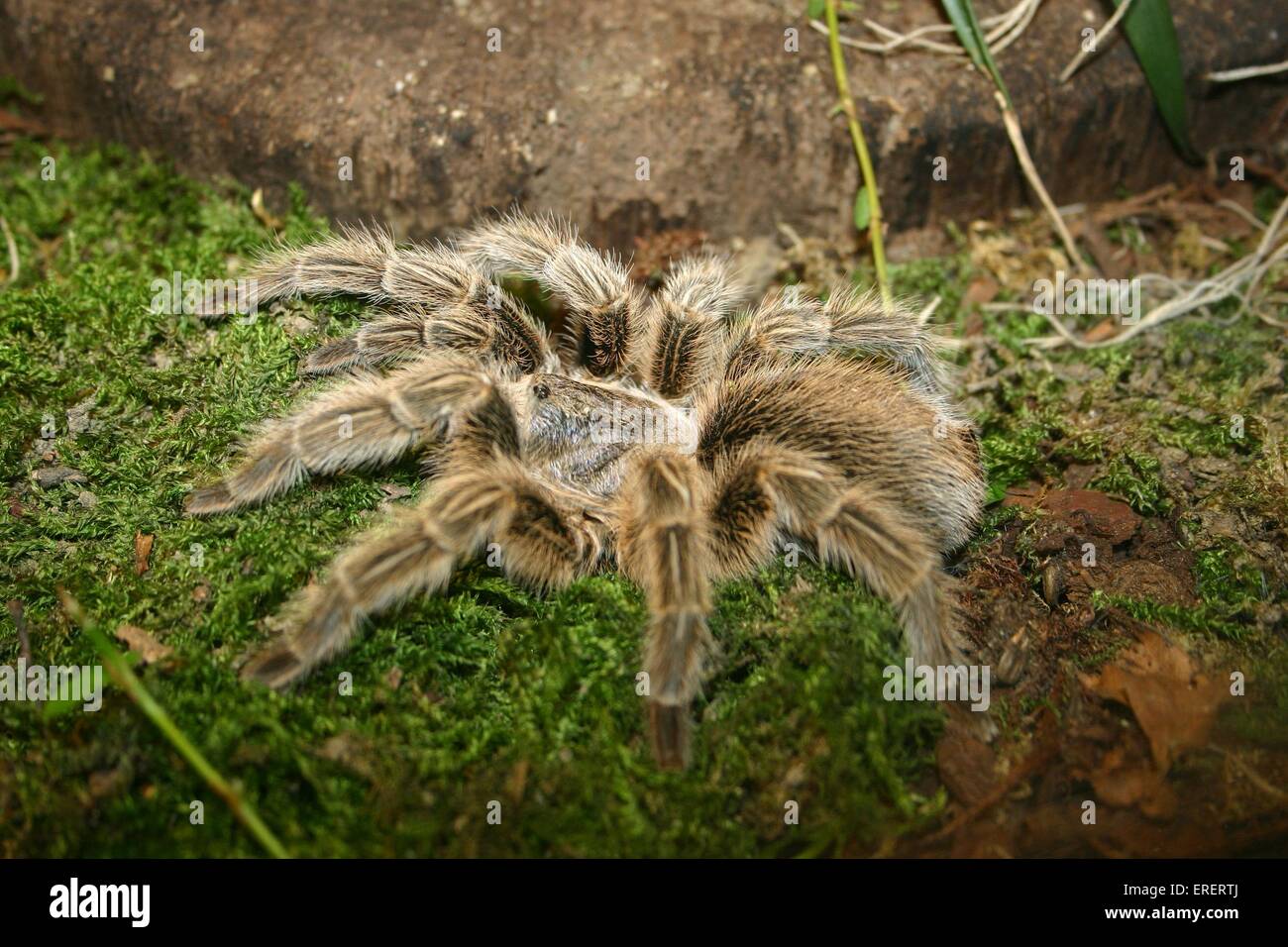 Tarantulas hi-res stock photography and images - Alamy