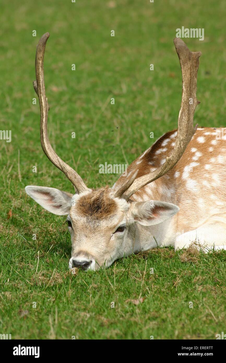 lying fallow deer Stock Photo - Alamy