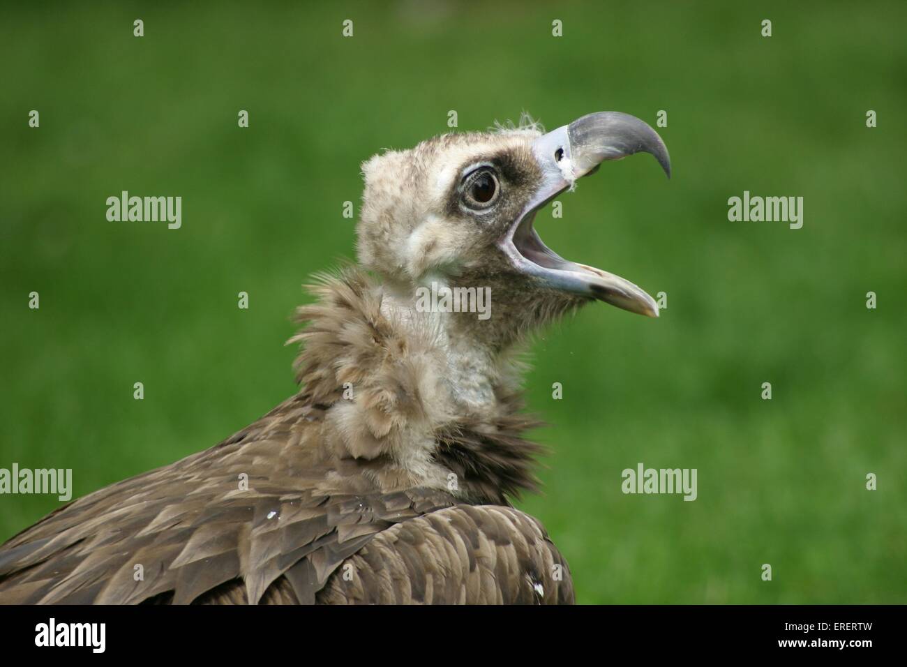 Young vulture hi-res stock photography and images - Alamy