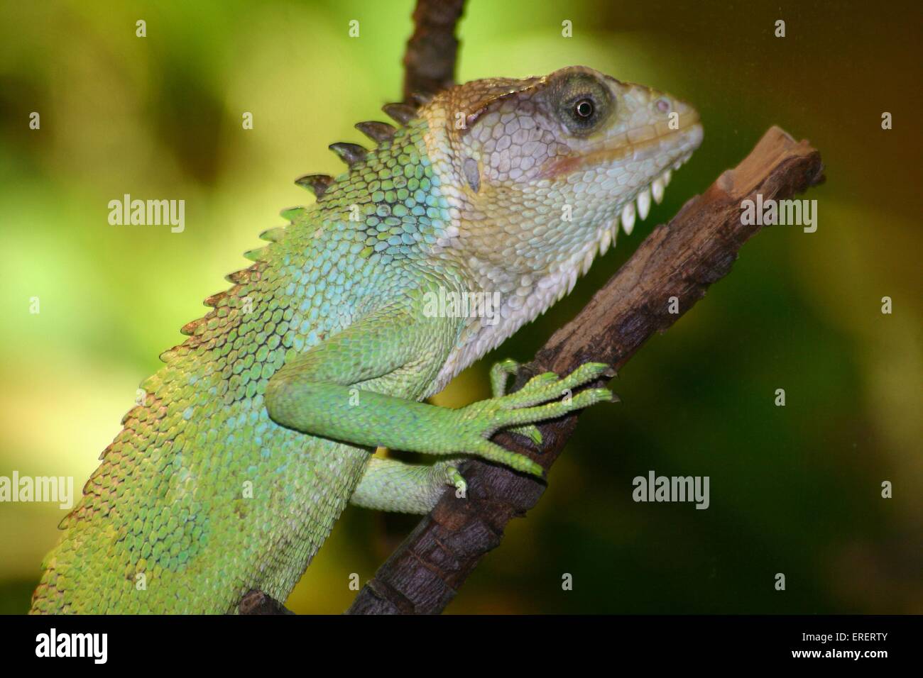 Leguan lizard hi-res stock photography and images - Alamy