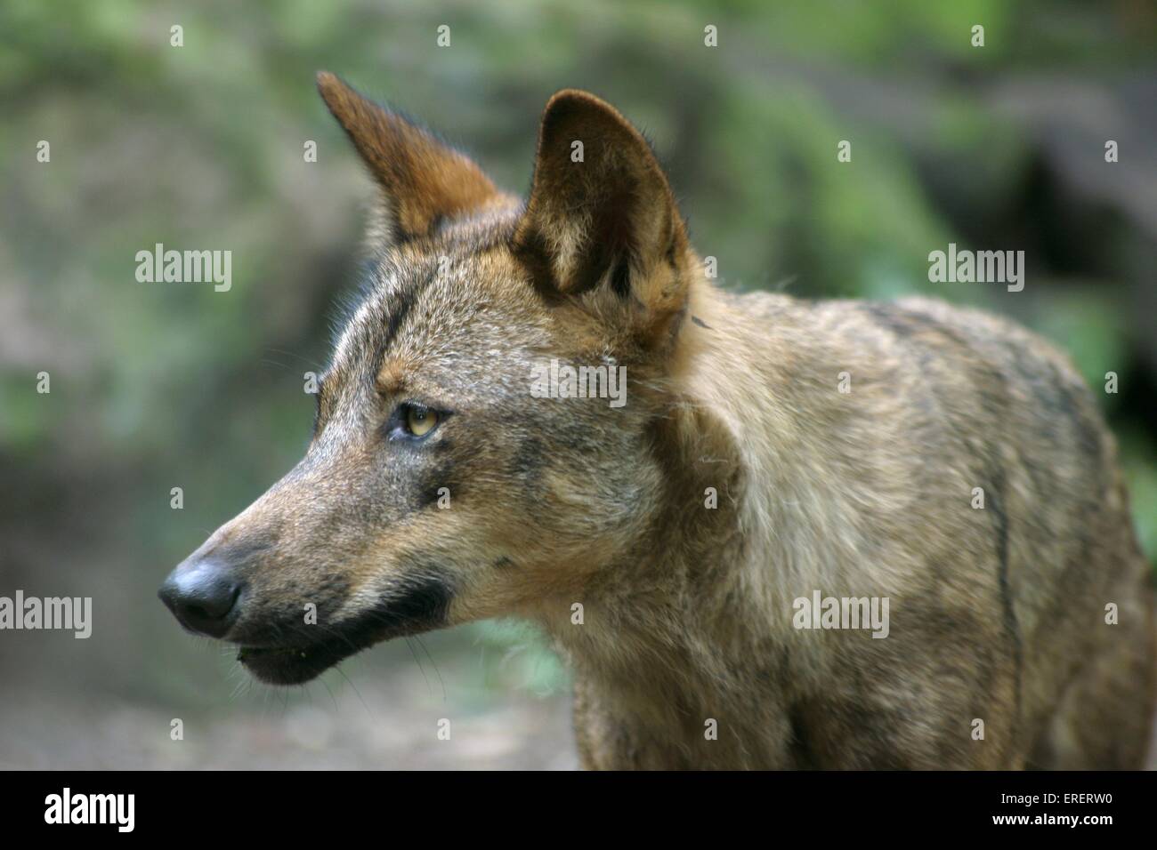 Iberian wolf hi-res stock photography and images - Alamy