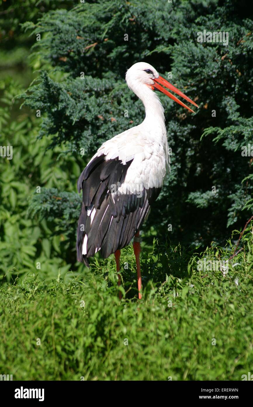 Side view stork standing hi-res stock photography and images - Alamy
