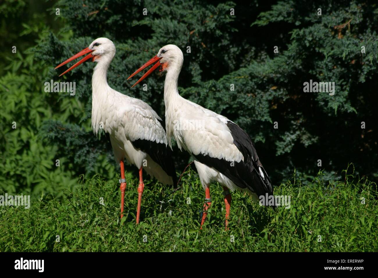 Side view stork standing hi-res stock photography and images - Alamy
