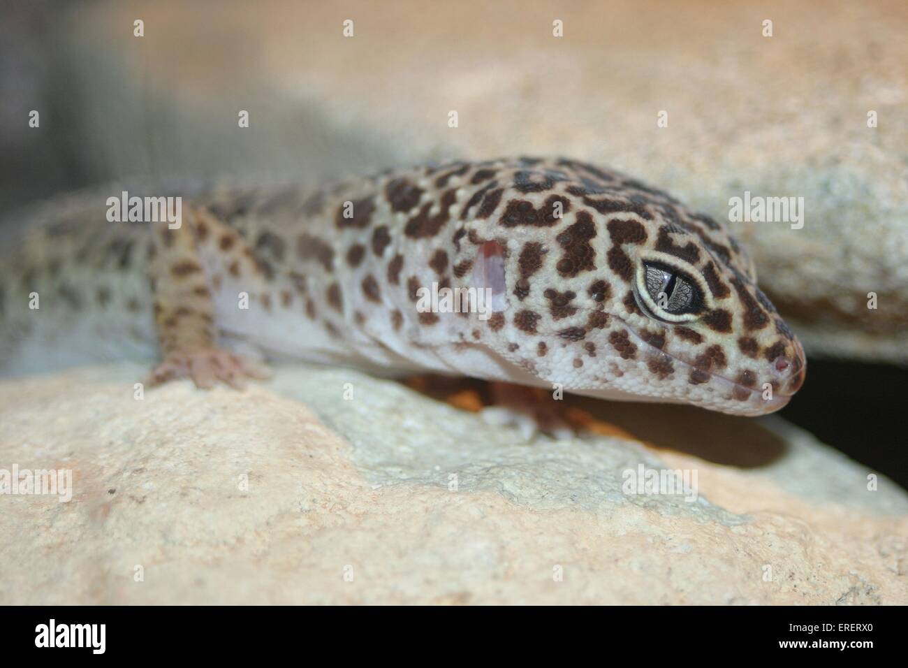 Side view of gecko hi-res stock photography and images - Alamy