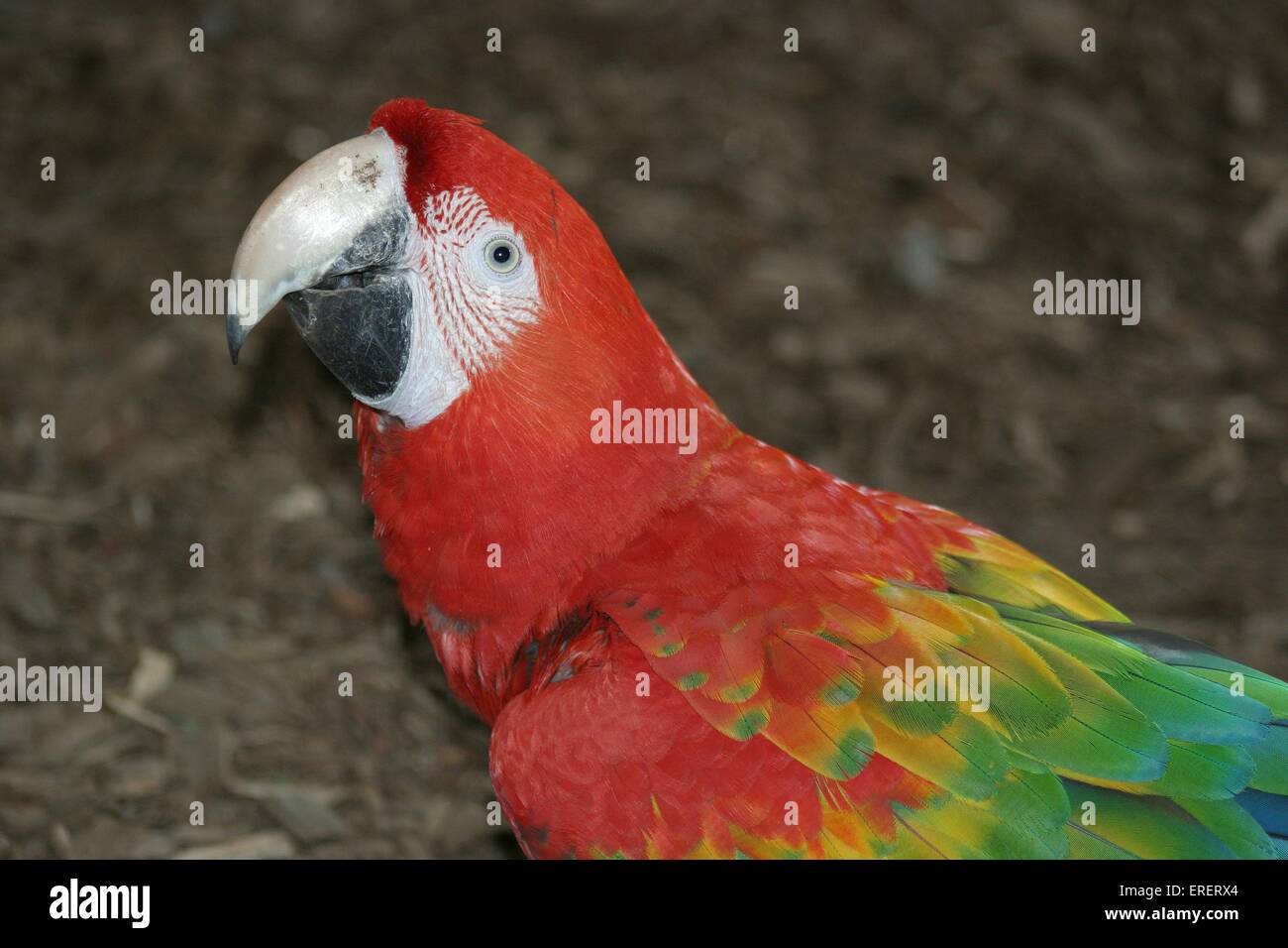 Makaws hi-res stock photography and images - Alamy