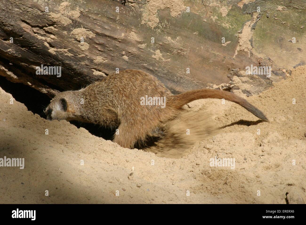 Meerkat burrow hi-res stock photography and images - Alamy