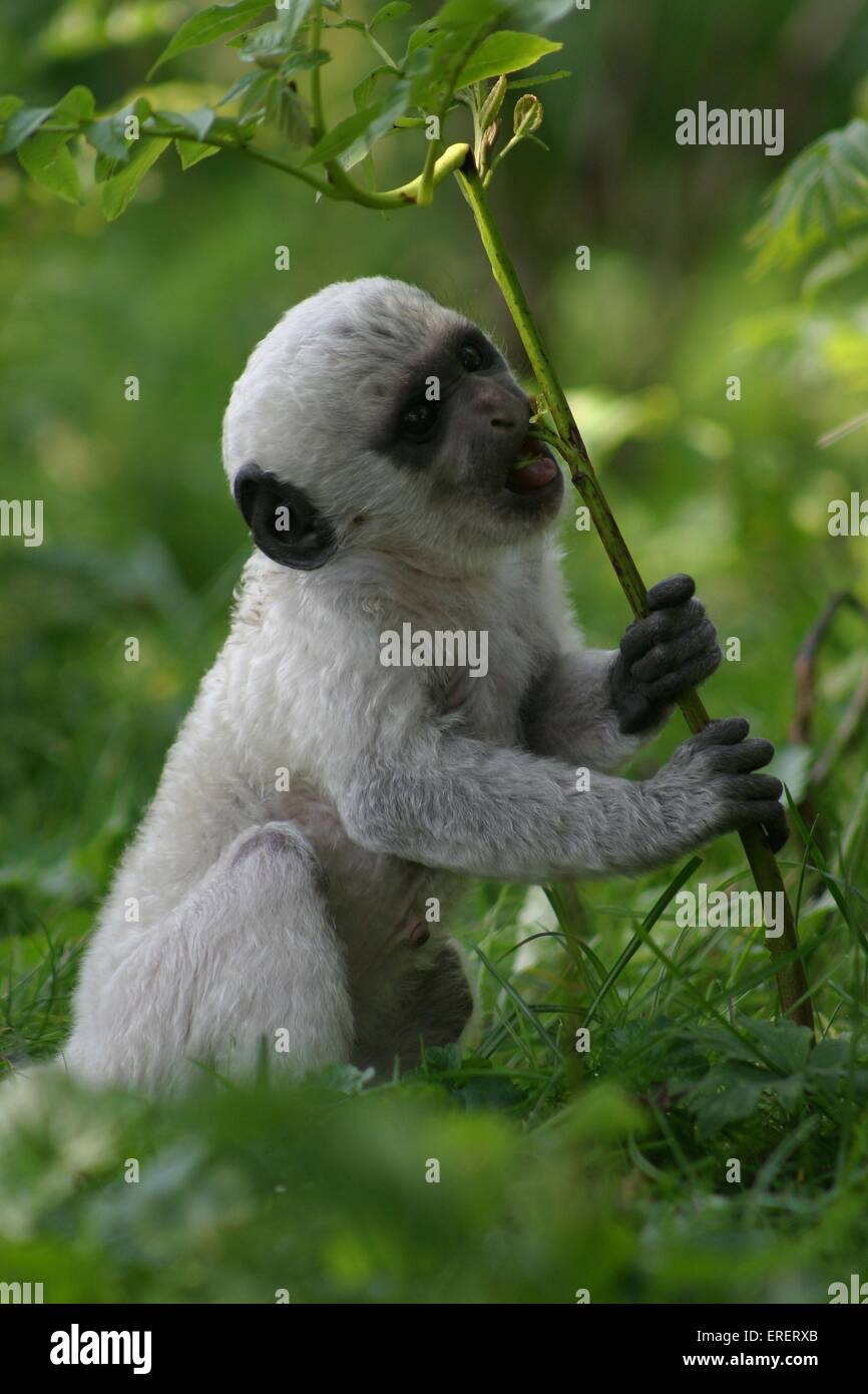 Chewing monkey hi-res stock photography and images - Alamy