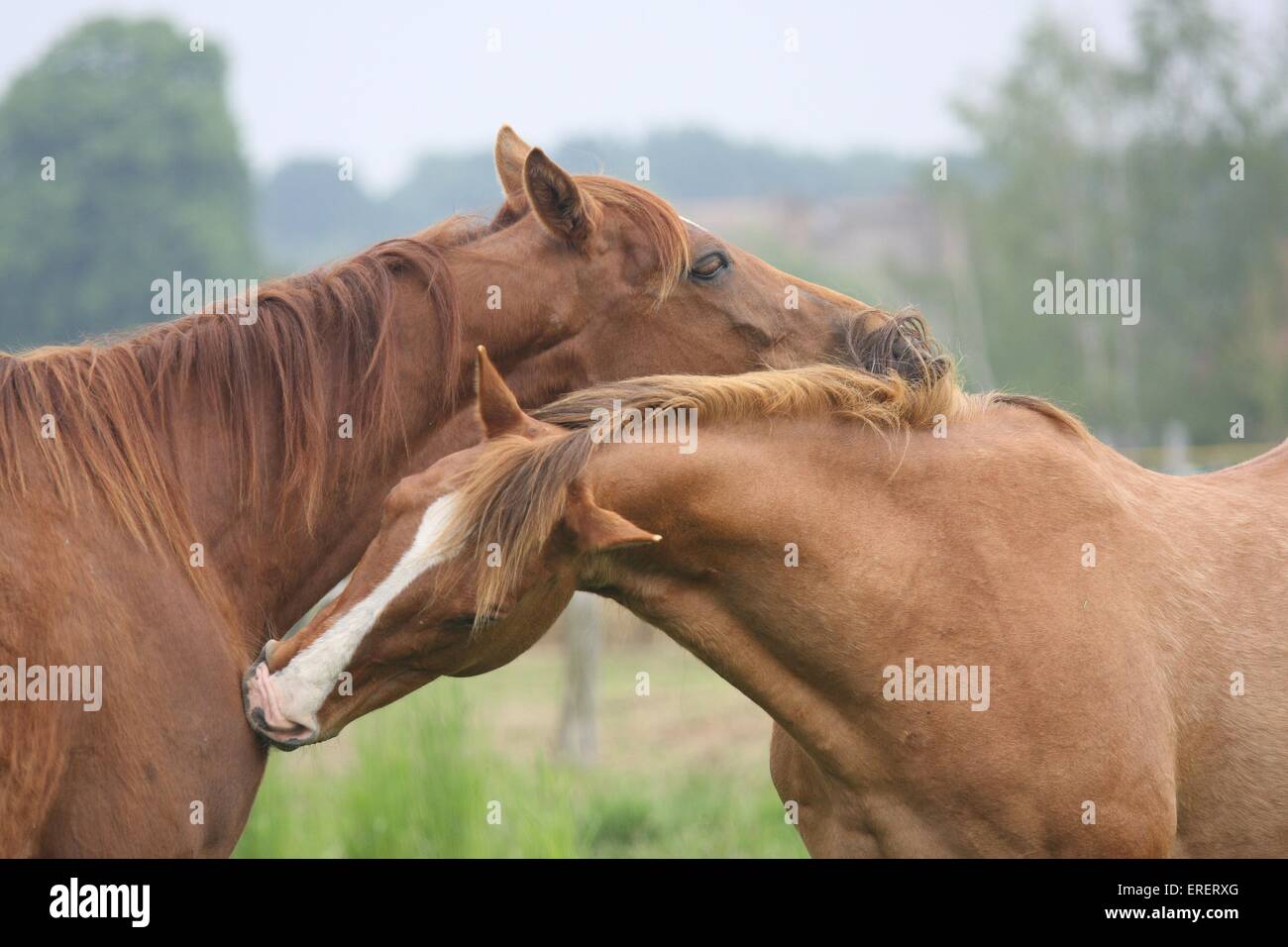Adult grooming hi-res stock photography and images - Alamy