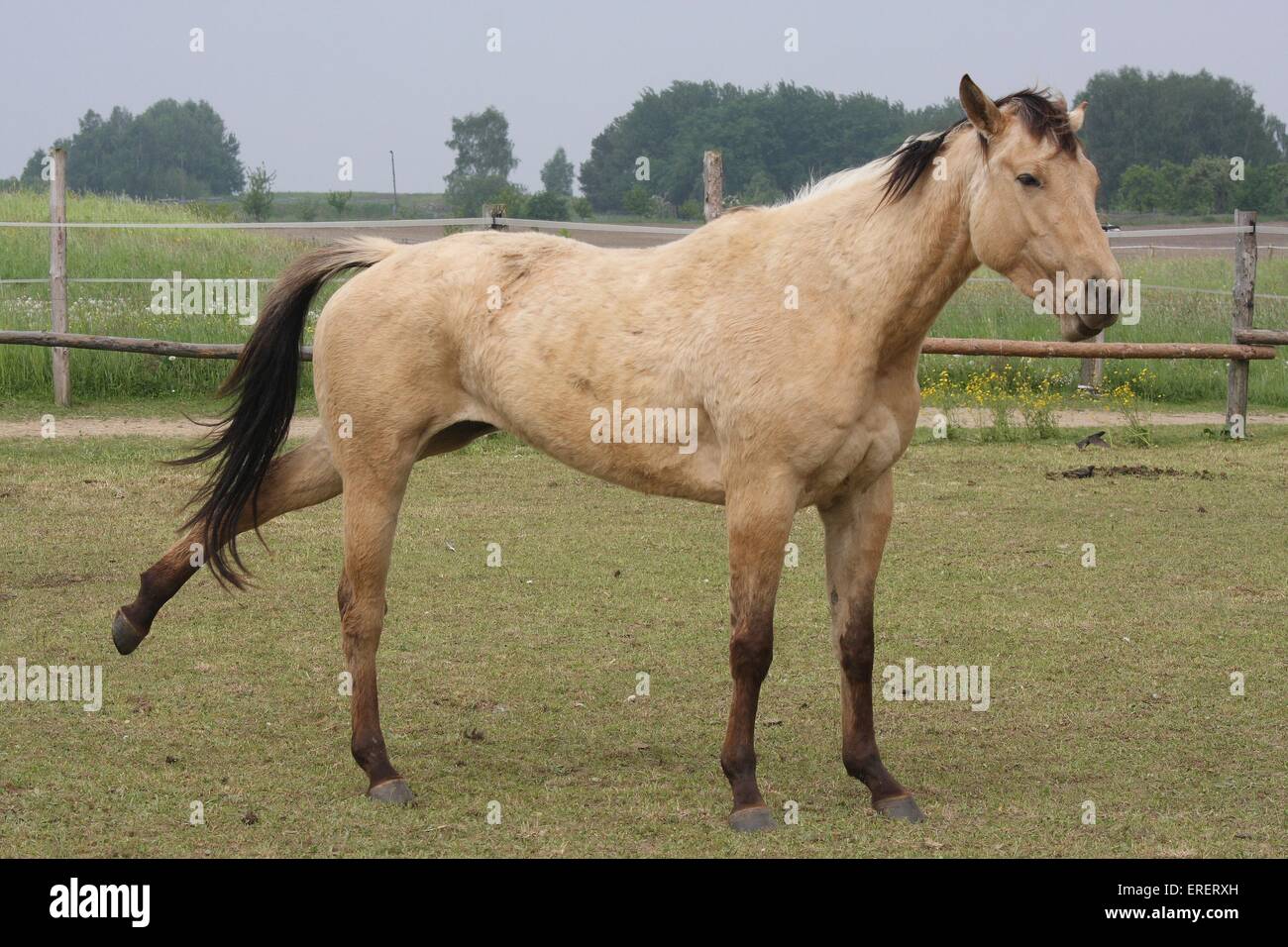 Horse stretching hi-res stock photography and images - Alamy