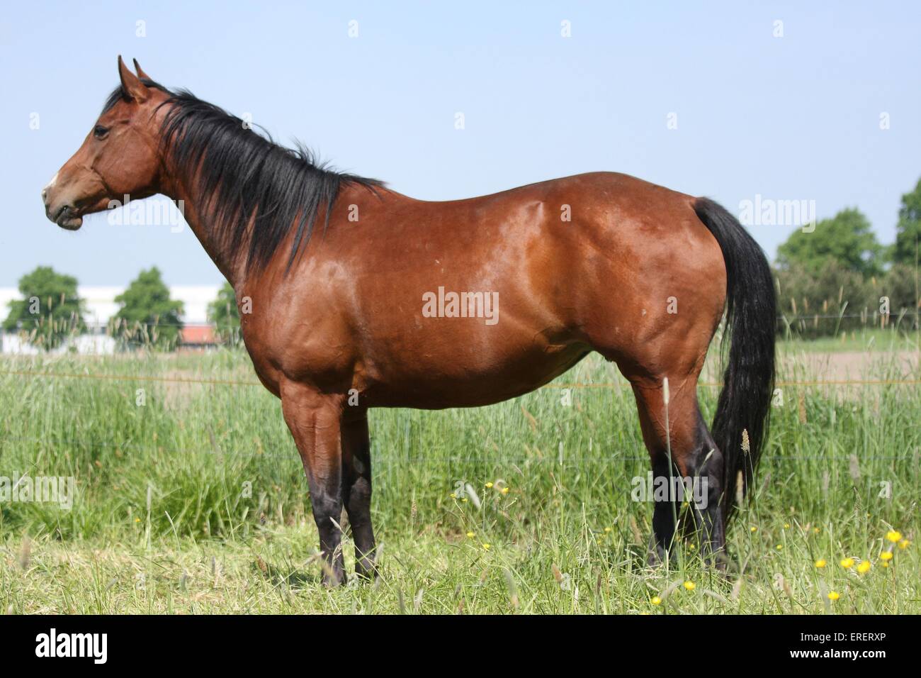 Side view lateral quarter horse quarter horses hi-res stock photography ...