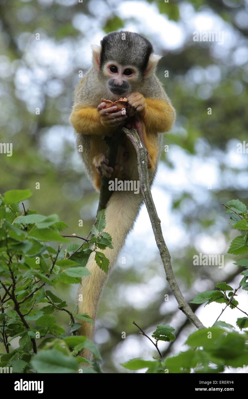 Black Capped Squirrel Monkey High Resolution Stock Photography and ...