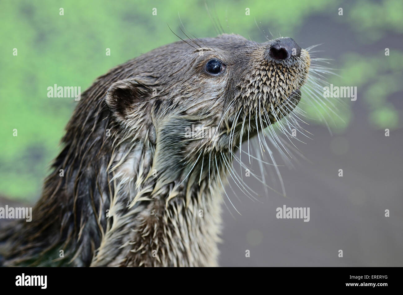 Wet otter's face UK Stock Photo - Alamy