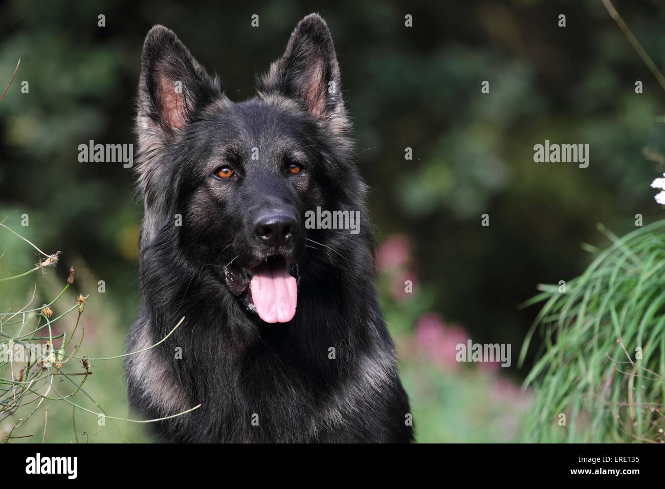 Old German Shepherd Portrait Stock Photo - Alamy