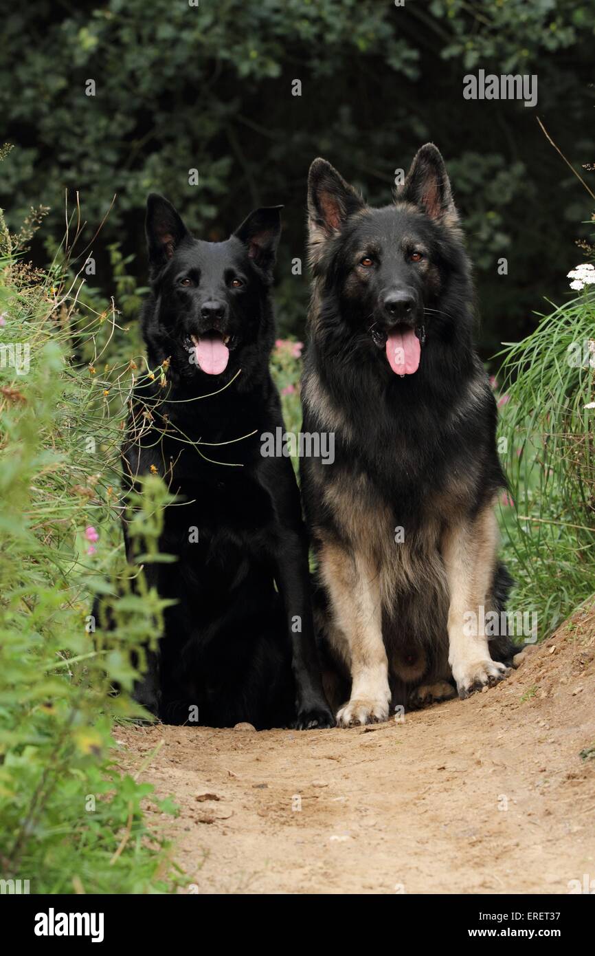 Shepherds cross hi-res stock photography and images - Alamy