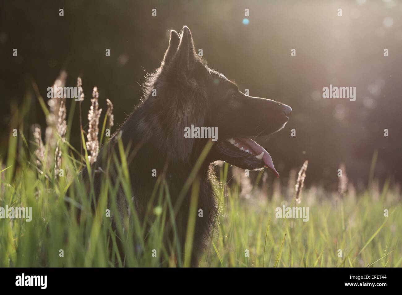 Old German Shepherd Portrait Stock Photo - Alamy