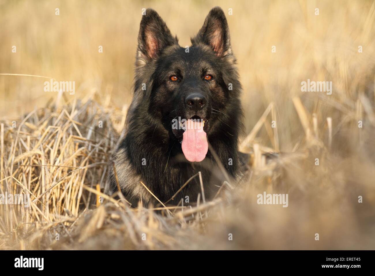 Old German Shepherd Portrait Stock Photo - Alamy