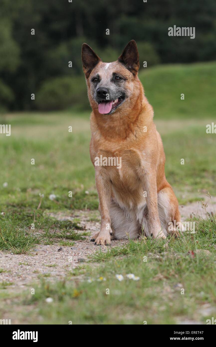 sitting Australian Cattle Dog Stock Photo - Alamy