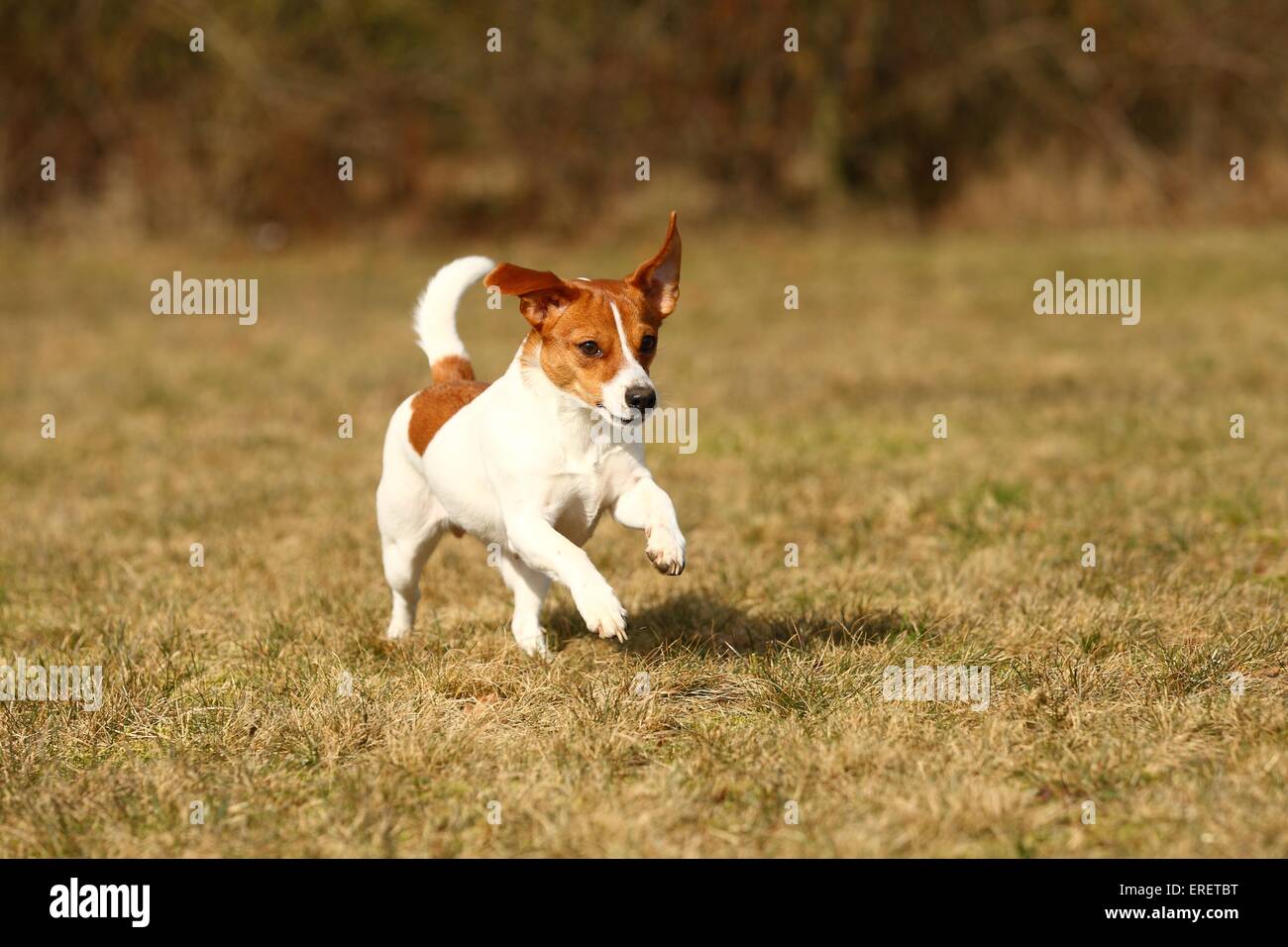 running Jack Russell Terrier Stock Photo - Alamy