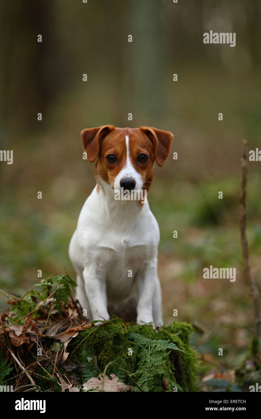 sitting Jack Russell Terrier Stock Photo - Alamy