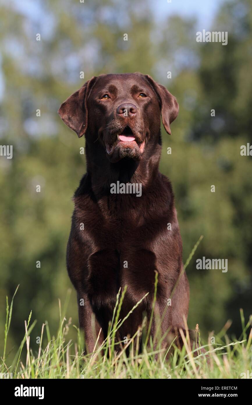 sitting Labrador Retriever Stock Photo - Alamy