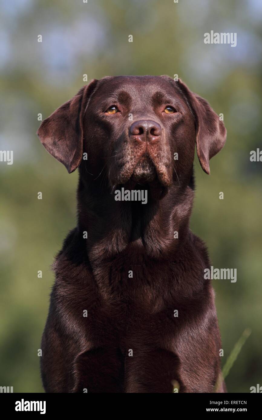 Labrador Retriever Portrait Stock Photo - Alamy