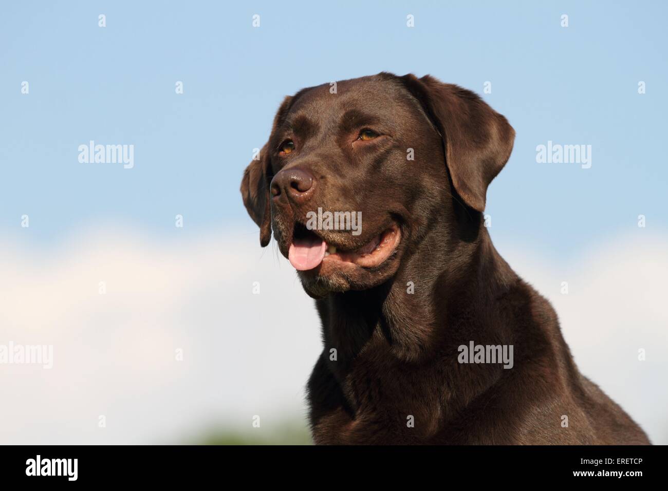 Labrador Retriever Portrait Stock Photo - Alamy