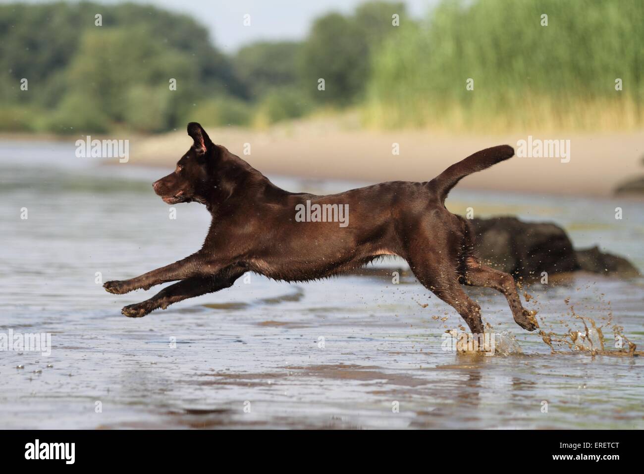 running Labrador Retriever Stock Photo - Alamy