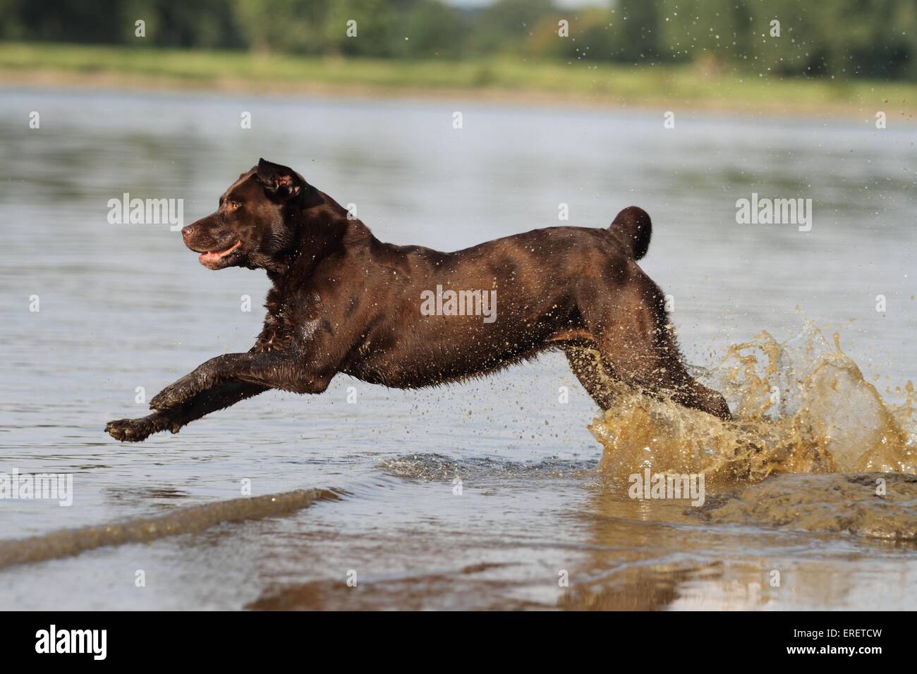 Lake running labrador hi-res stock photography and images - Alamy