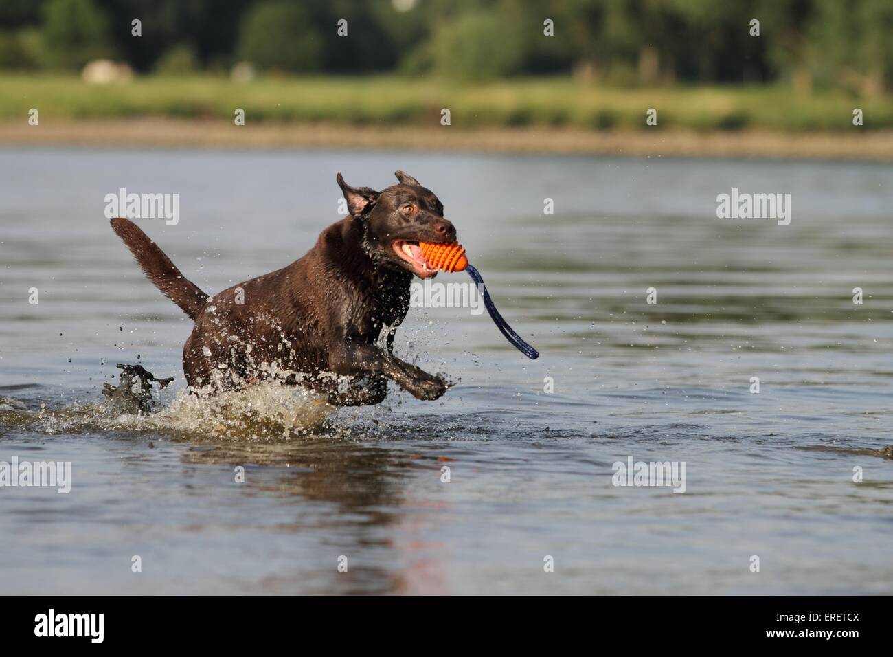 playing Labrador Retriever Stock Photo - Alamy