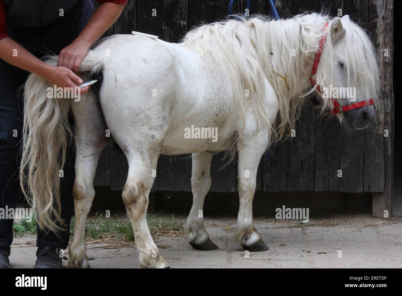 Sick horses hi-res stock photography and images - Alamy