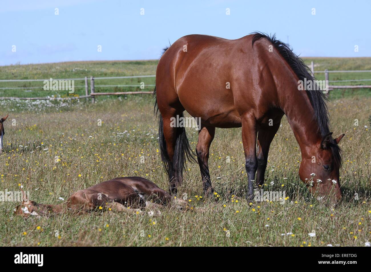 Mare horse rests grass rest hi-res stock photography and images - Alamy