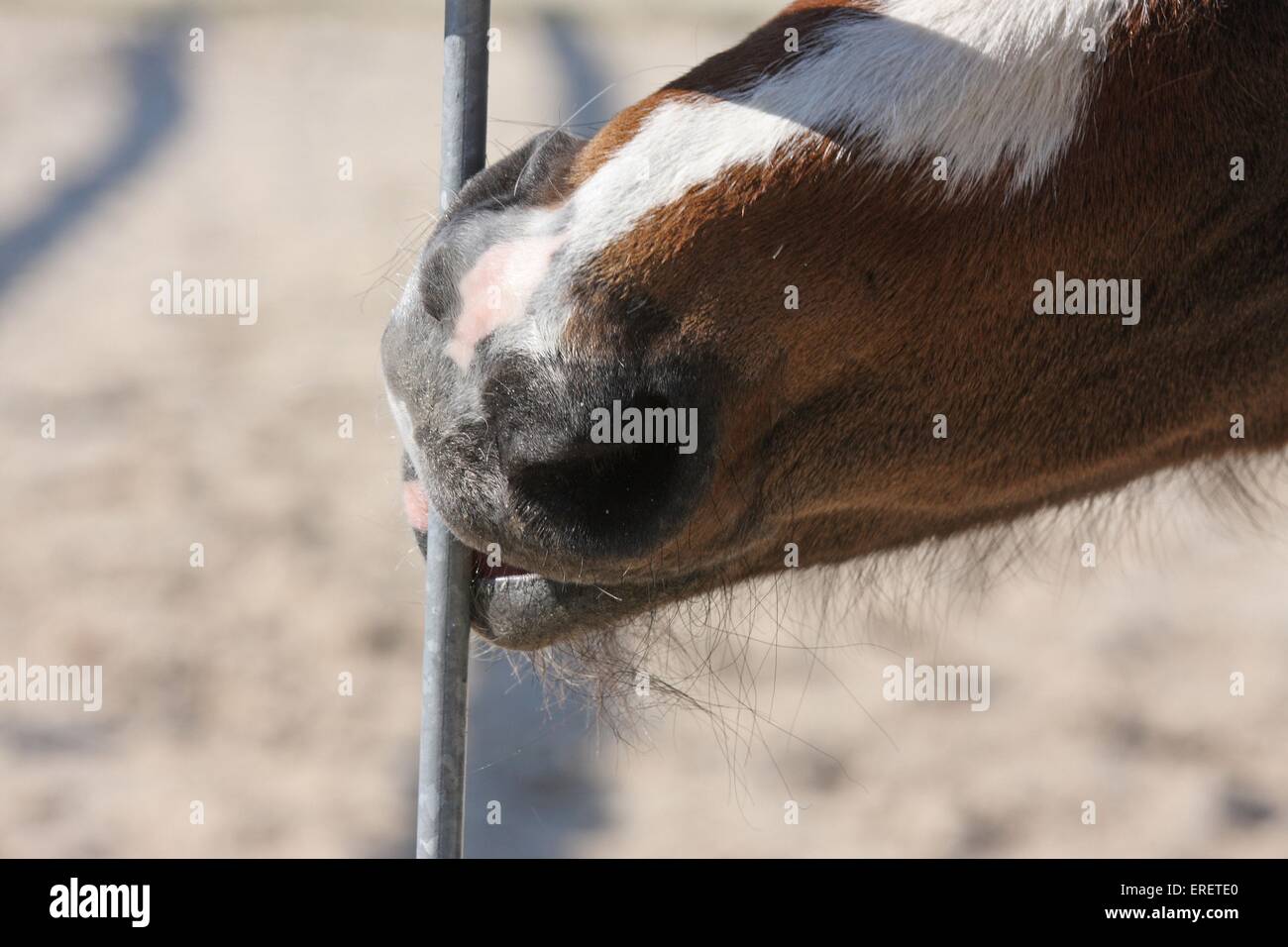 Horse sucking hi-res stock photography and images - Alamy