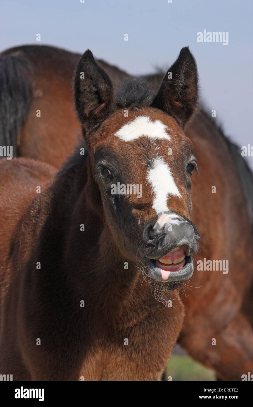 Holsteiner foal hi-res stock photography and images - Alamy