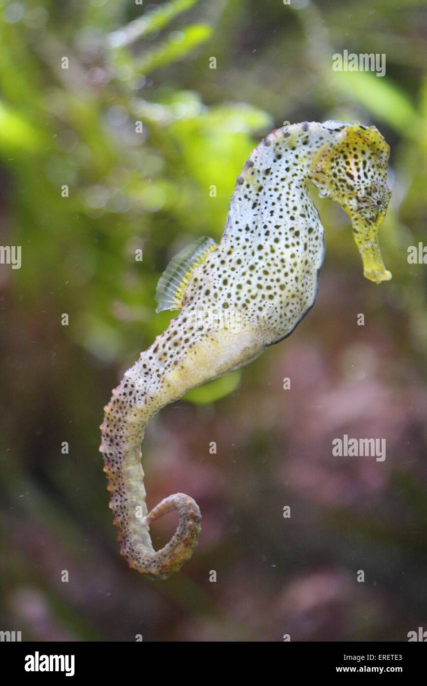 Underwater seahorse hi-res stock photography and images - Alamy