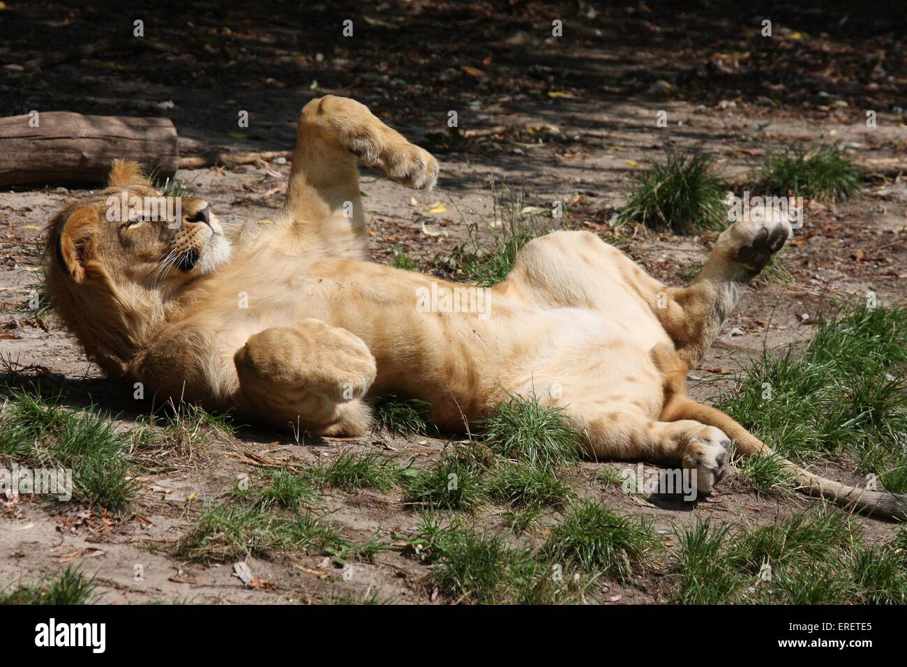 Lion rolling hi-res stock photography and images - Alamy