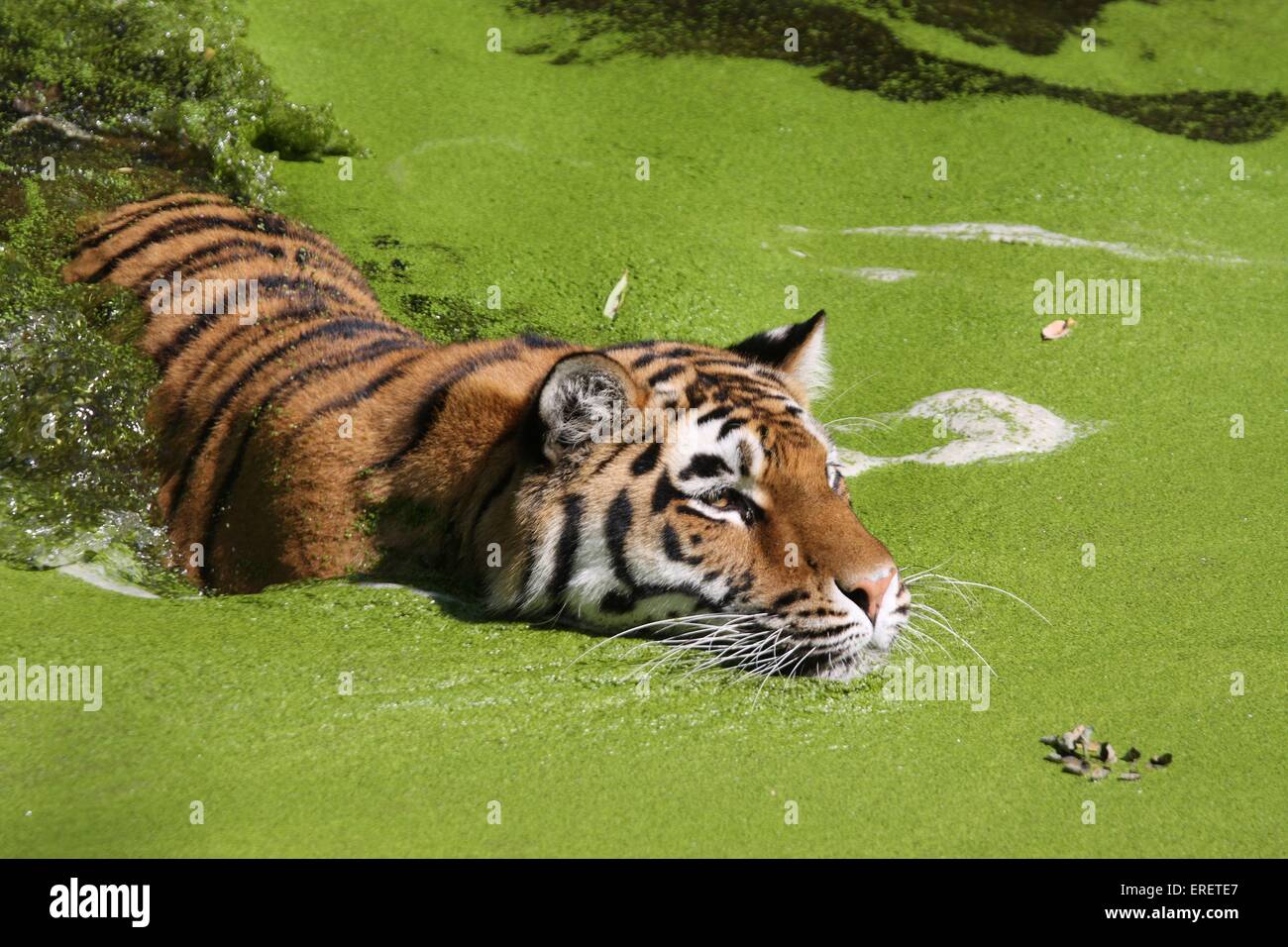 Amur tiger wild hi-res stock photography and images - Alamy