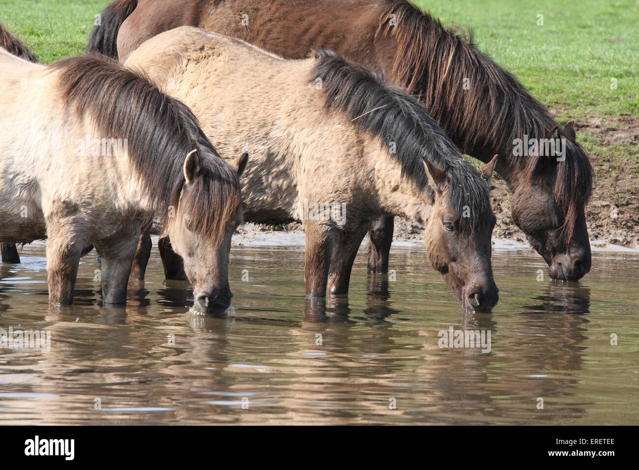 Dulmen horse hi-res stock photography and images - Alamy