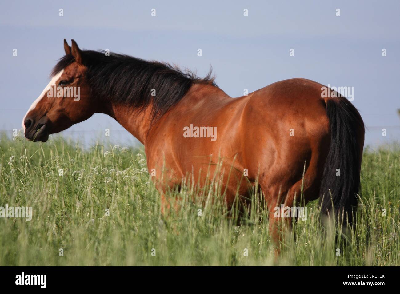 Side view lateral quarter horse quarter horses hi-res stock photography ...