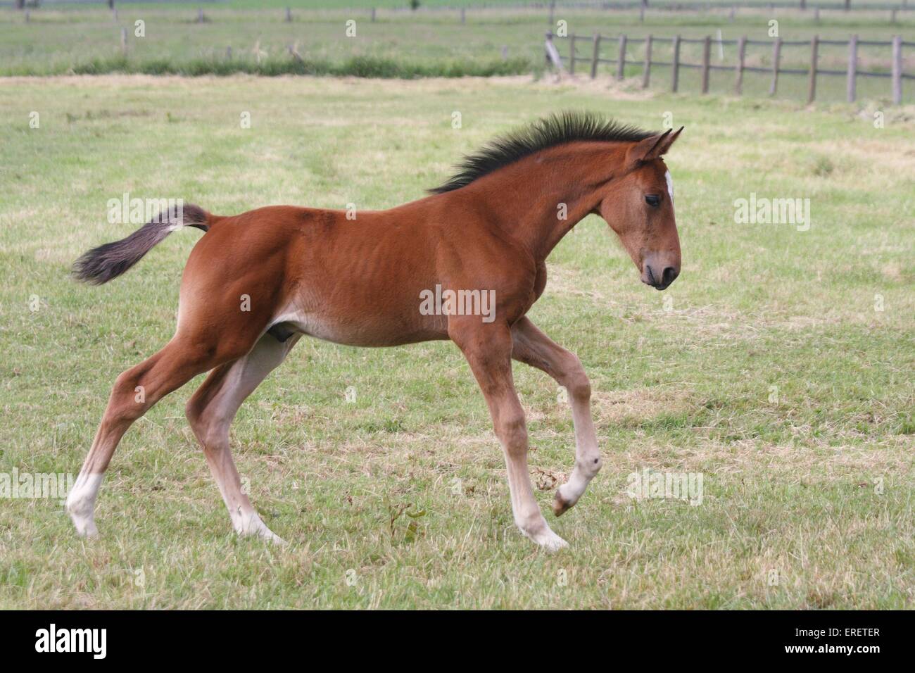 Galloping horse hi-res stock photography and images - Alamy
