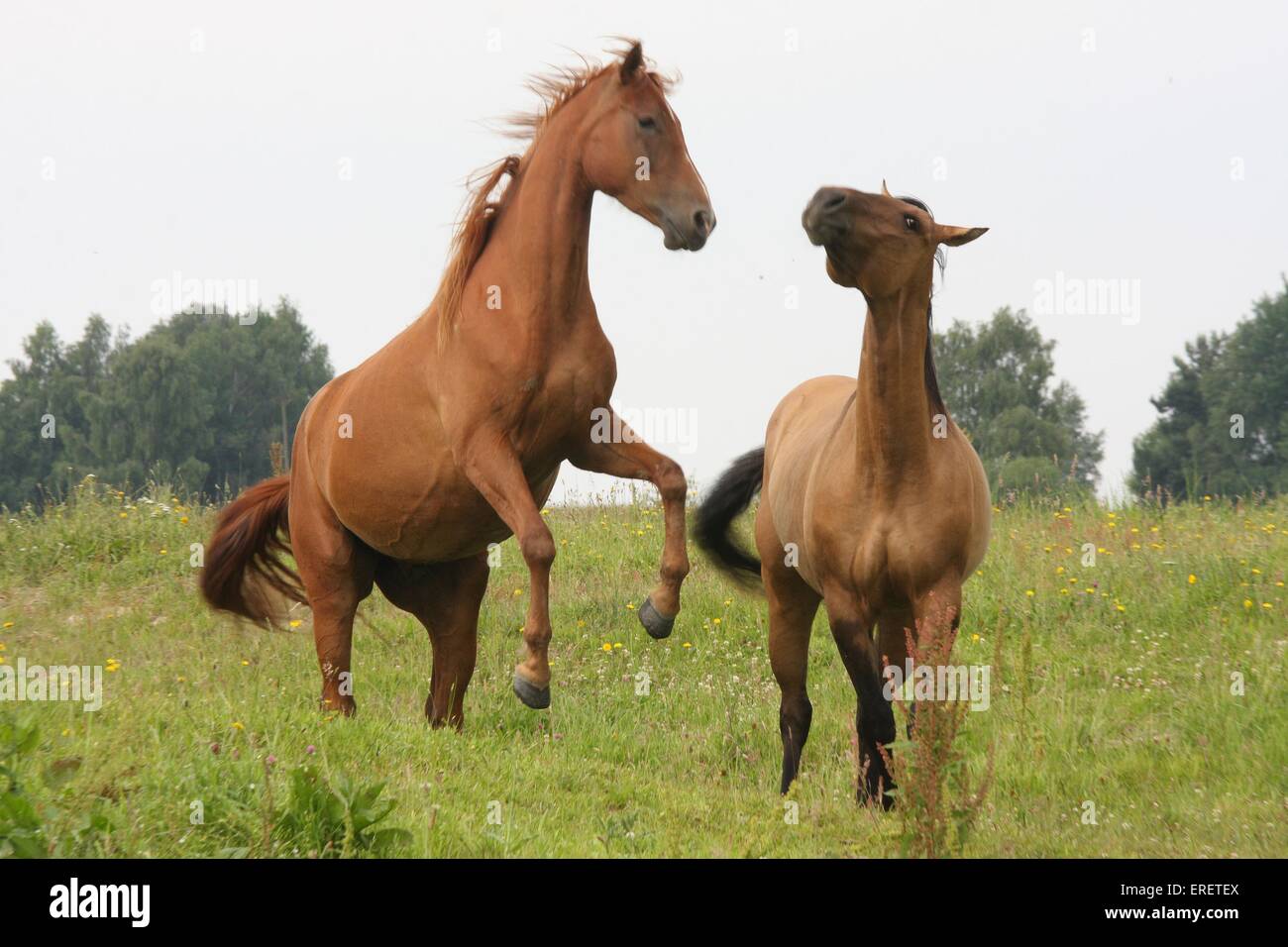 Hind quarter hi-res stock photography and images - Alamy