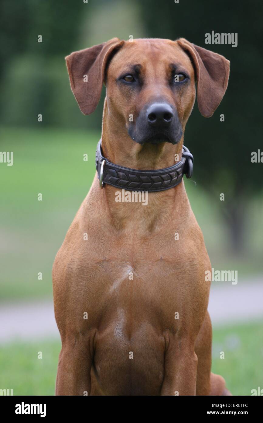 Rhodesian Ridgeback Portrait Stock Photo - Alamy
