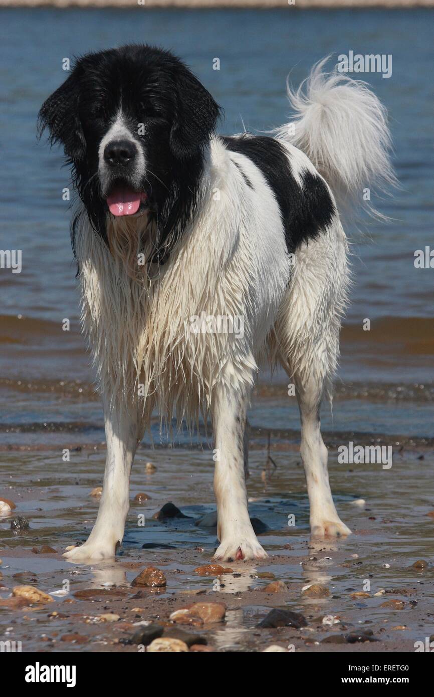White landseer dog breed standing hi-res stock photography and images ...