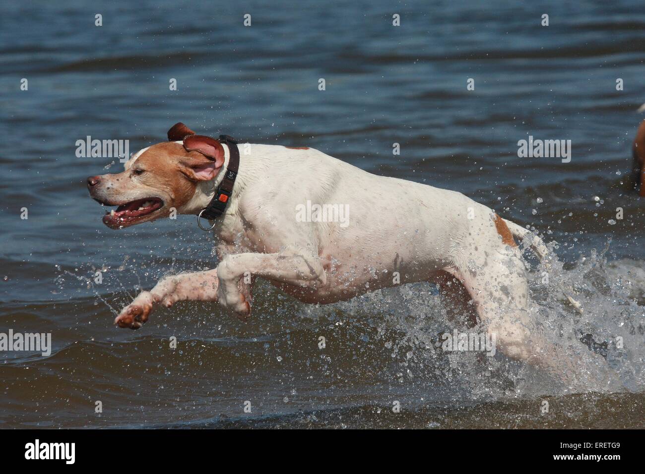 Brown white english pointer hi-res stock photography and images - Alamy