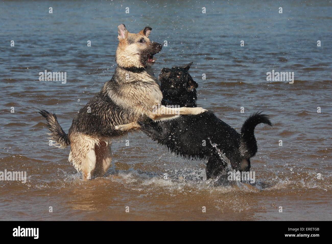 German Shepherd Fighting