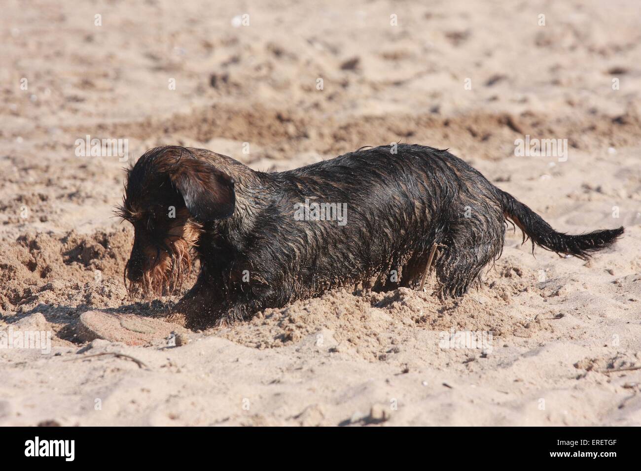 digging wirehaired Dachshund Stock Photo - Alamy
