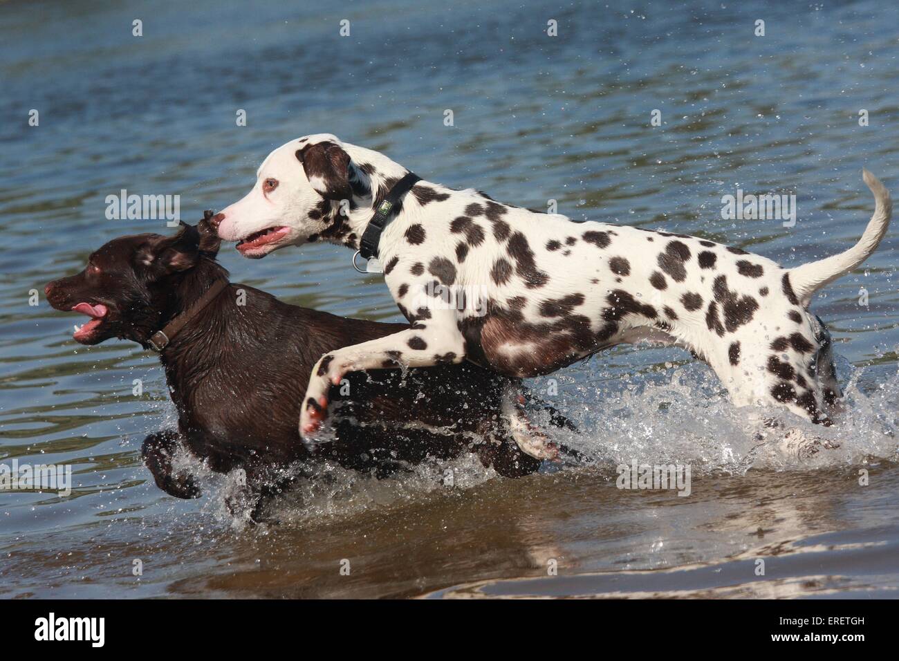 Spotty Dogs High Resolution Stock Photography and Images - Alamy