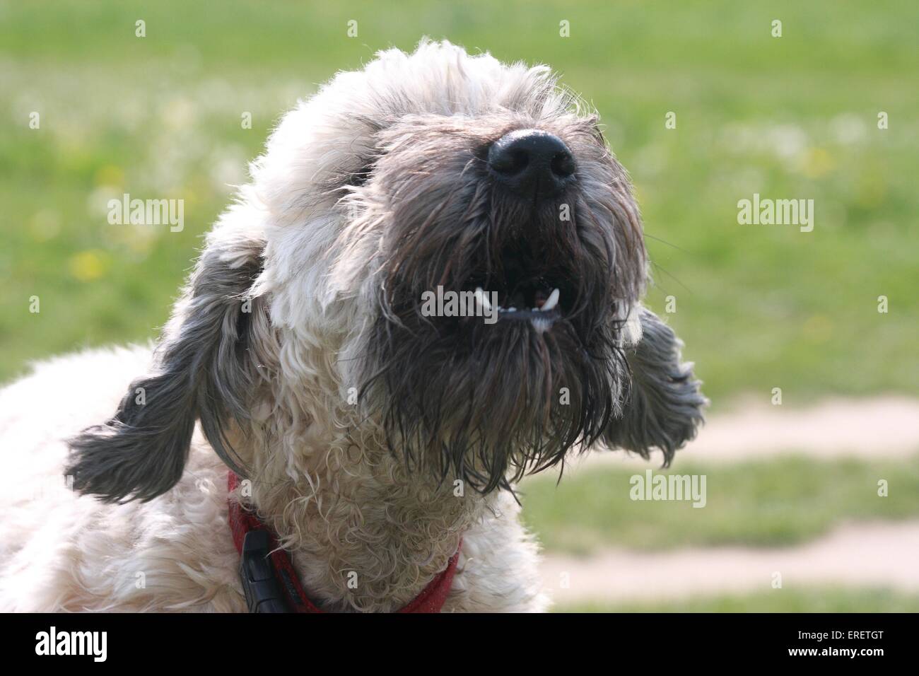 Dog barking hi-res stock photography and images - Alamy